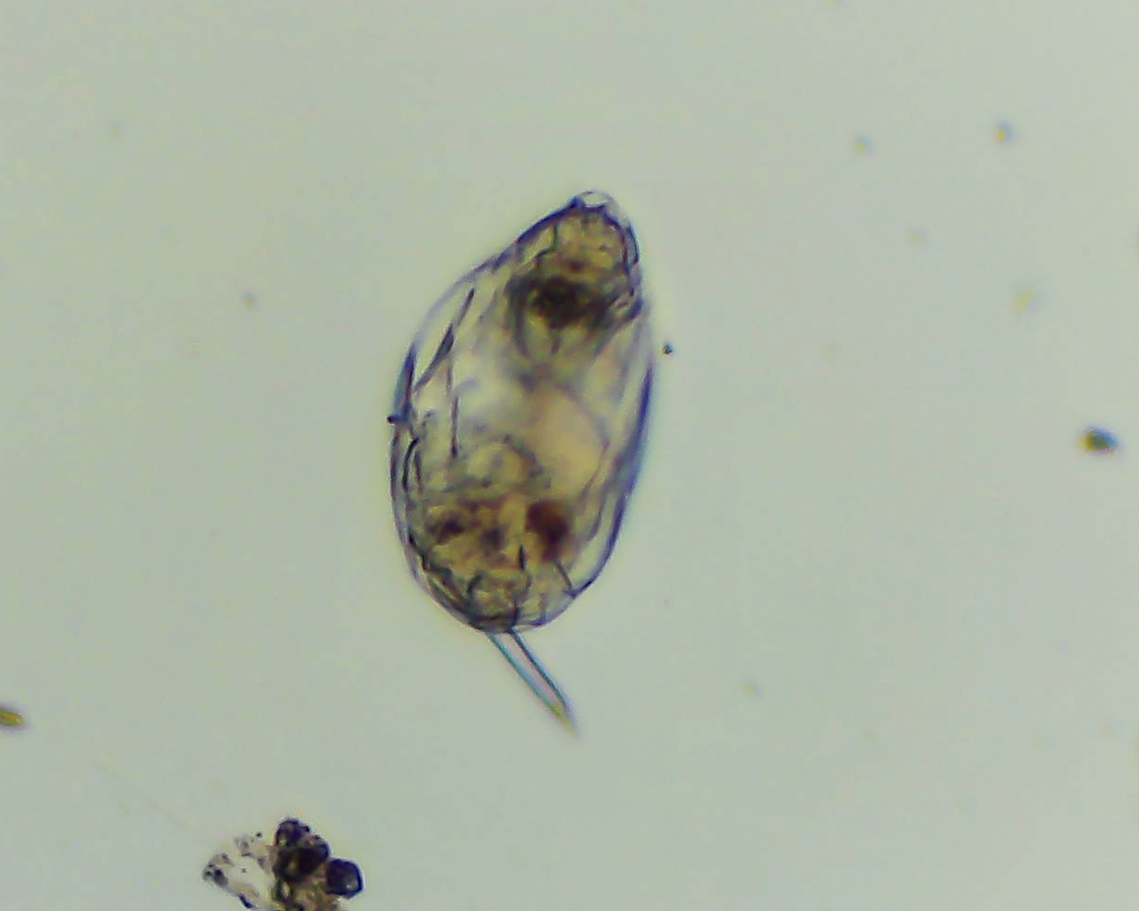 Lecane from Lakeside, CA, USA on September 19, 2024 at 08:23 PM by ...