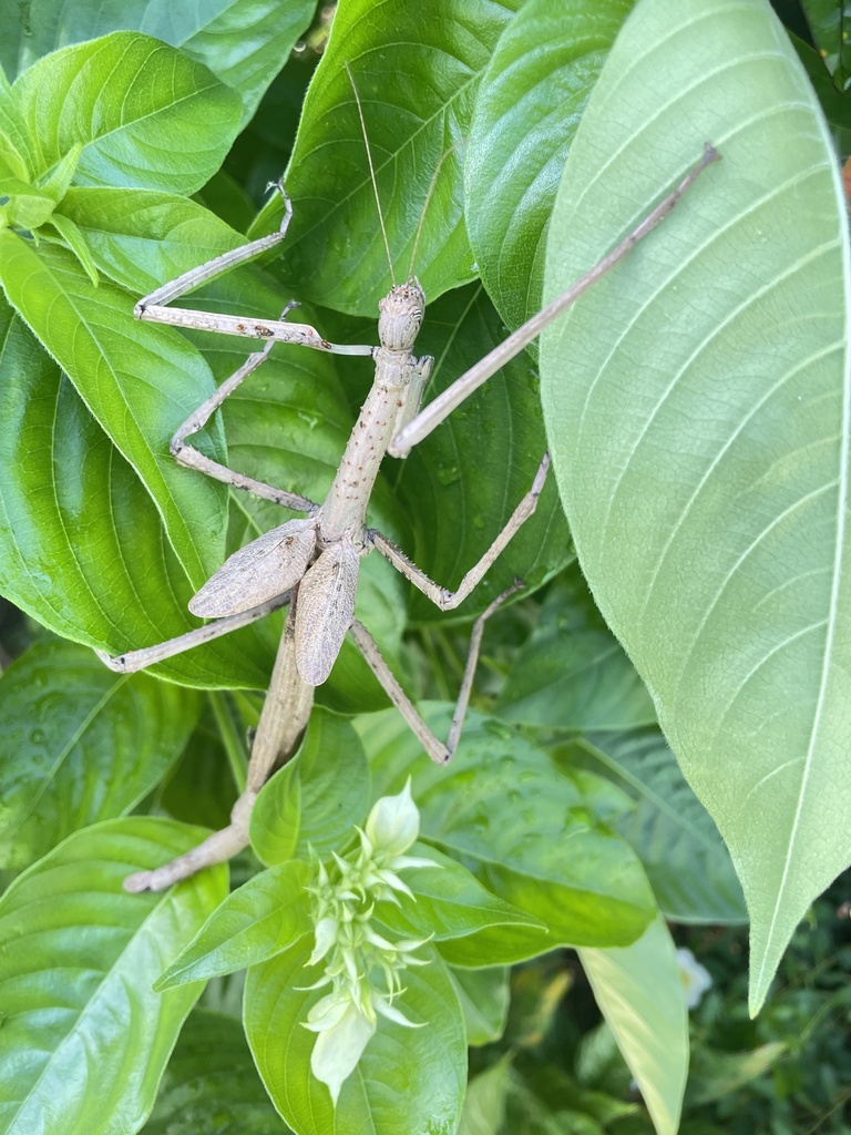 Strong Stick Insect from Sanctuary Cr, Wongaling Beach, QLD, AU on ...