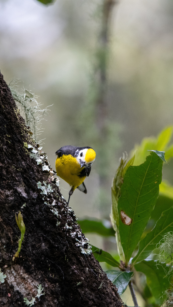Golden-fronted Redstart from Tona, Tona, Santander, CO on December 1 ...