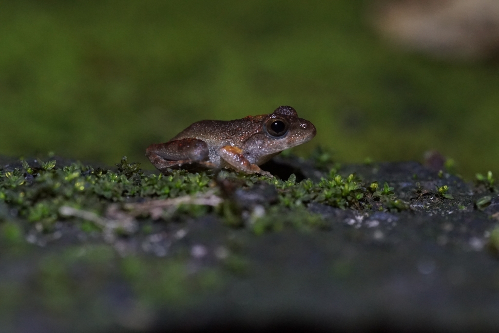 Ota's stream tree frog from 912台灣屏東縣內埔鄉老埤村 on September 29, 2023 at 08: ...