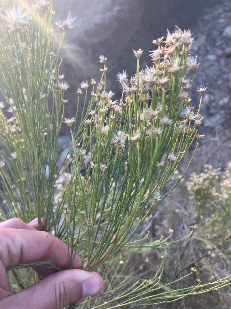 Desert Broom from San Diego County, US-CA, US on January 2, 2025 at 04: ...