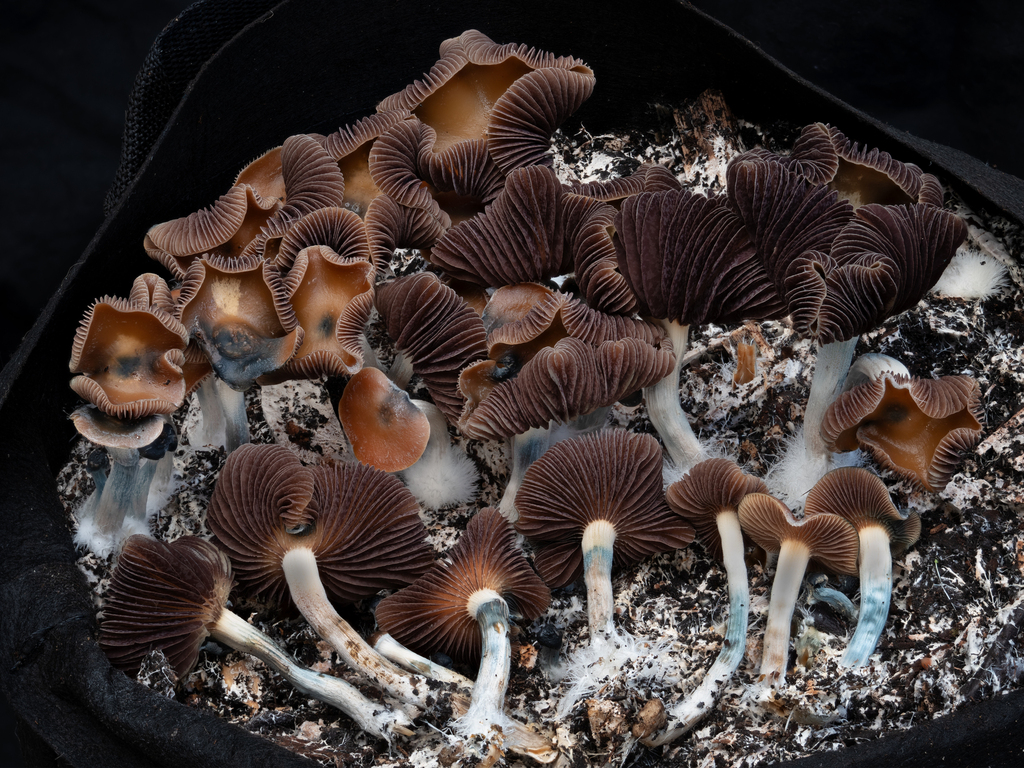 Wavy Cap in December 2024 by James Conway · iNaturalist
