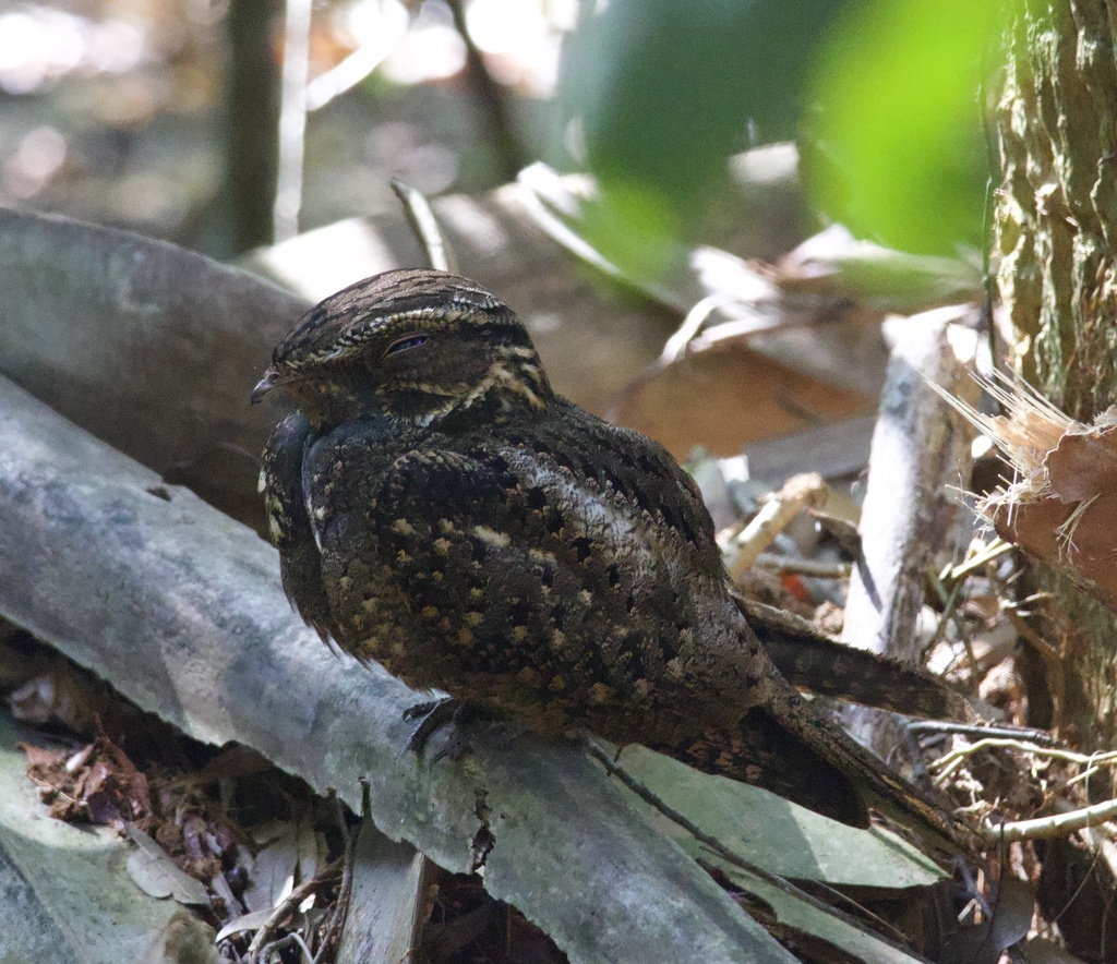 Chuck-will's-widow from Boynton Beach, FL, US on January 1, 2025 at 12: ...
