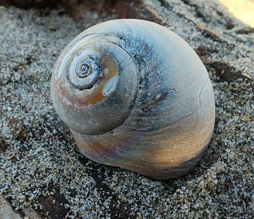 Recluz's Moon Snail (China Cove Organisms) · iNaturalist