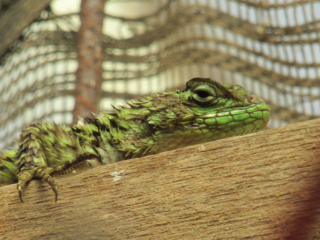 Emerald Swift from Provincia de Alajuela, Poás, Costa Rica on April 2 ...