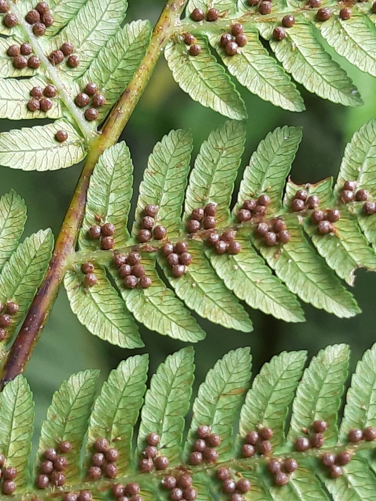 Spiny Tree Fern (Alsophila spinulosa) - Botanical Realm