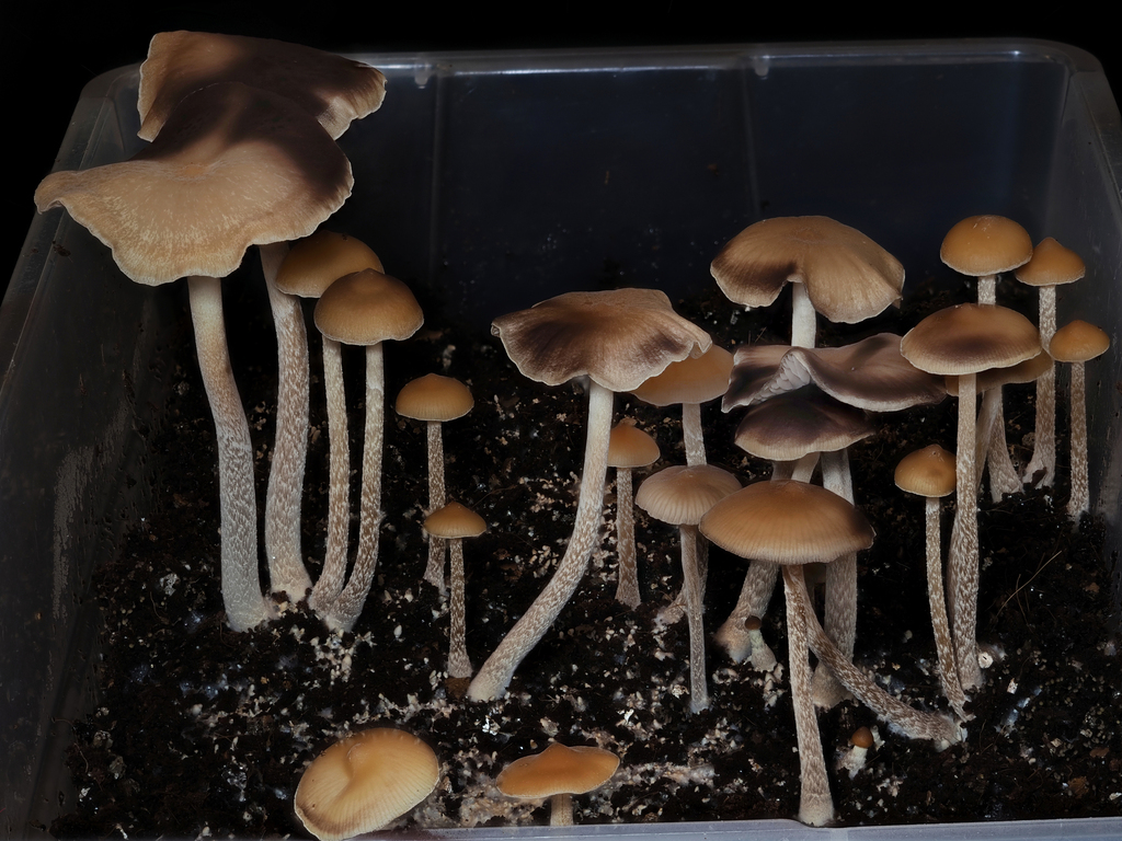 drunken mushroom from Portland, OR, USA on December 30, 2024 at 05:00 ...