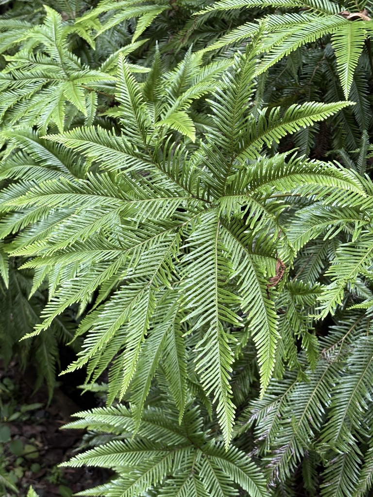 Shiny Fan Fern from North Island / Te Ika-a-Māui, Ōpōtiki, Bay of ...