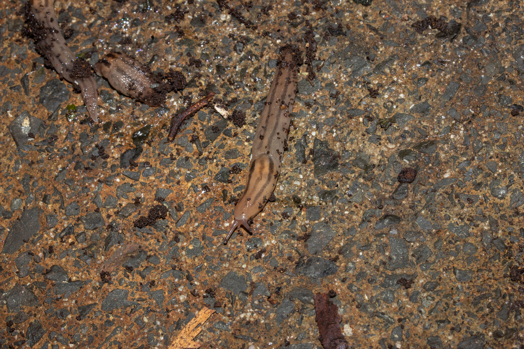 Threeband Slugs from Flagstaff, Hamilton, New Zealand on December 26 ...