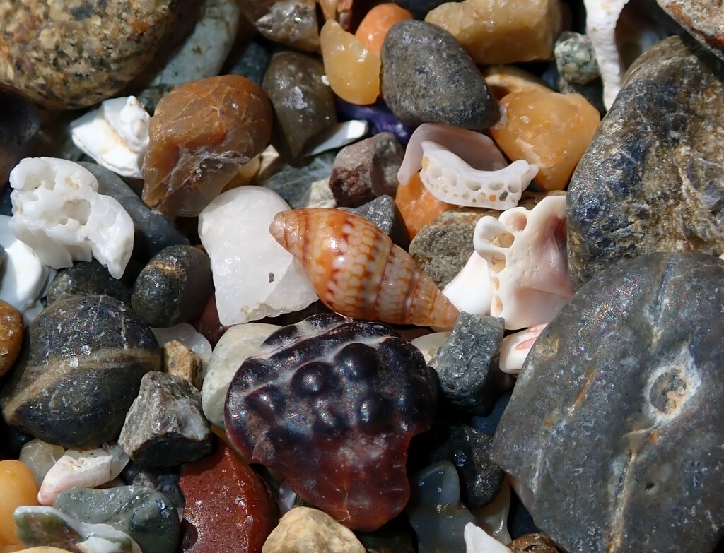 Pseudamycla dermestoidea from Sandy Beach NSW 2456, Australia on January 2, 2025 at 03:35 PM by ...