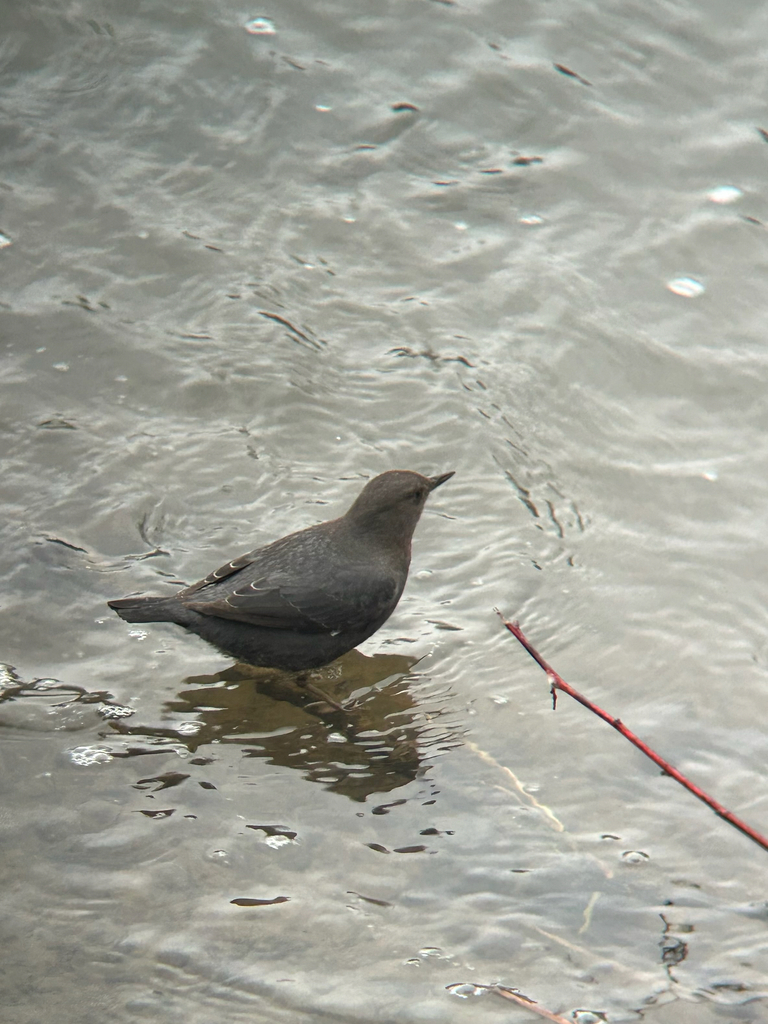 American Dipper from Grant St, Tumwater, WA, US on January 2, 2025 at ...