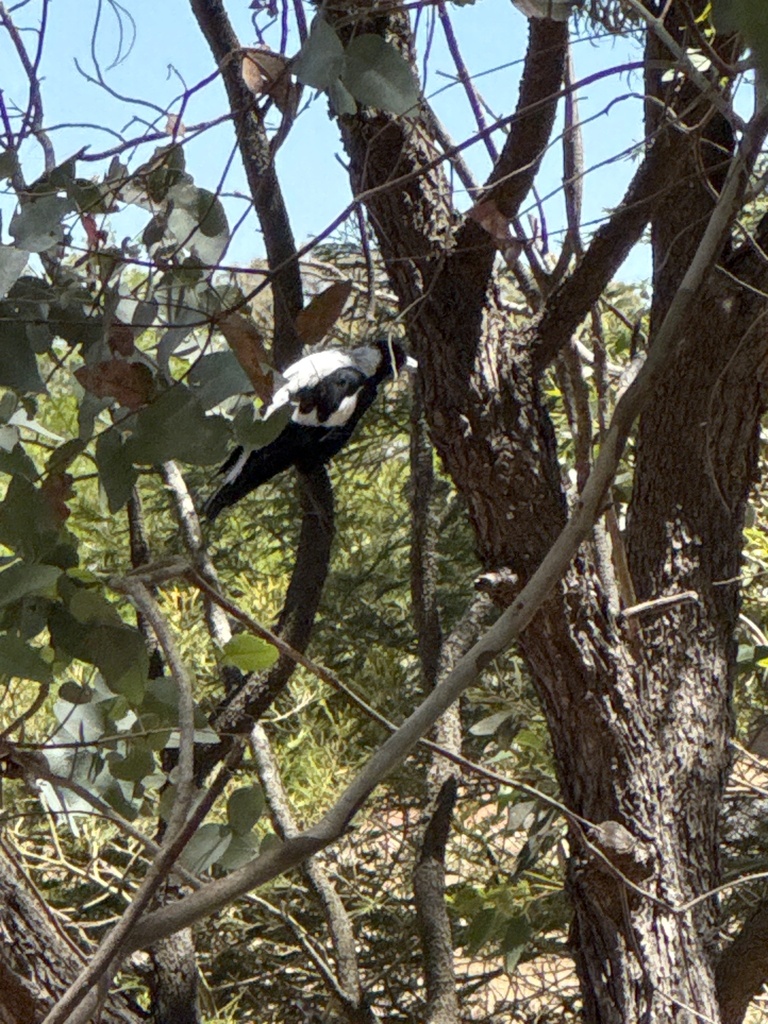 Australian Magpie from Southern Grampians Shire, Dunkeld, VIC, AU on ...