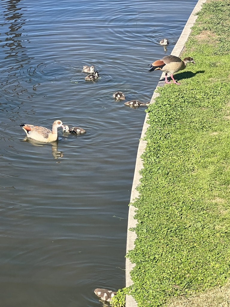 Egyptian Goose from Butler Metro Park, Austin, TX, US on January 1 ...