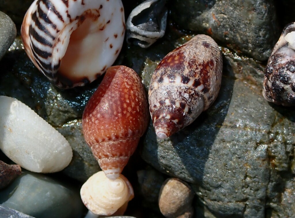 Tortoise Dove Shell from Sandy Beach NSW 2456, Australia on January 2 ...