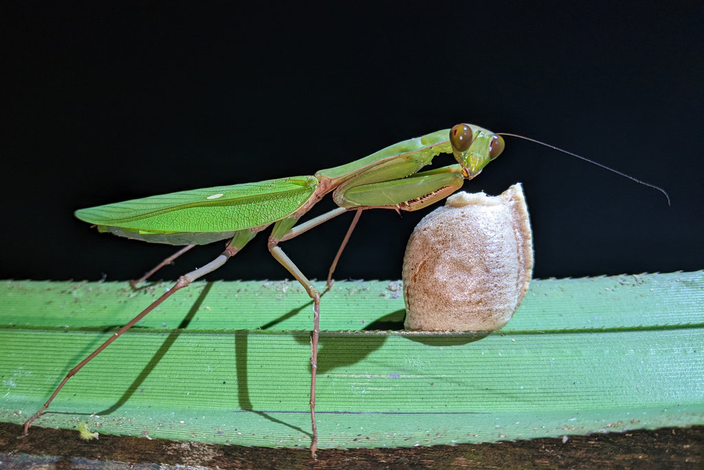 Giant Asian Mantises from Malagufuk, Sorong Regency, West Papua ...