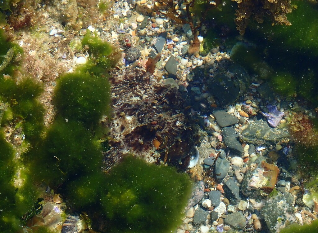 Common Sydney Octopus from Sandy Beach NSW 2456, Australia on January 2 ...