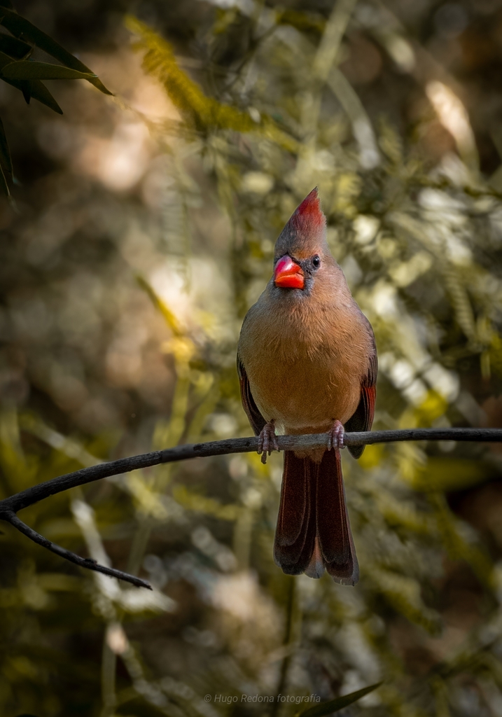 Northern Cardinal from 23085 B.C.S., México on January 2, 2025 at 11:57 ...