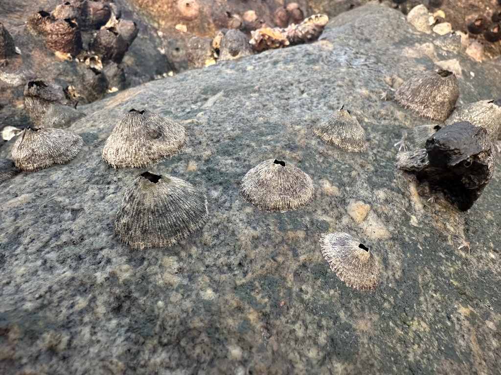 Green Volcano Barnacle from Kinmen, Fujian, Taiwan on January 03, 2025 ...