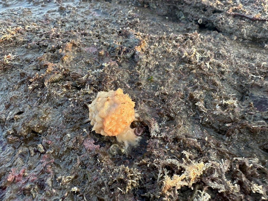 Orange Puffball Sponge from Kinmen, Fujian, Taiwan on January 03, 2025 ...