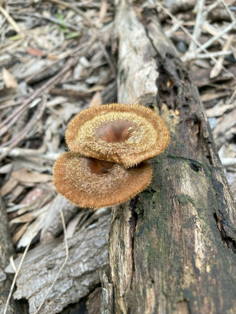 Panus from Tanilba Bay NSW 2319, Australia on April 26, 2022 at 02:34 ...