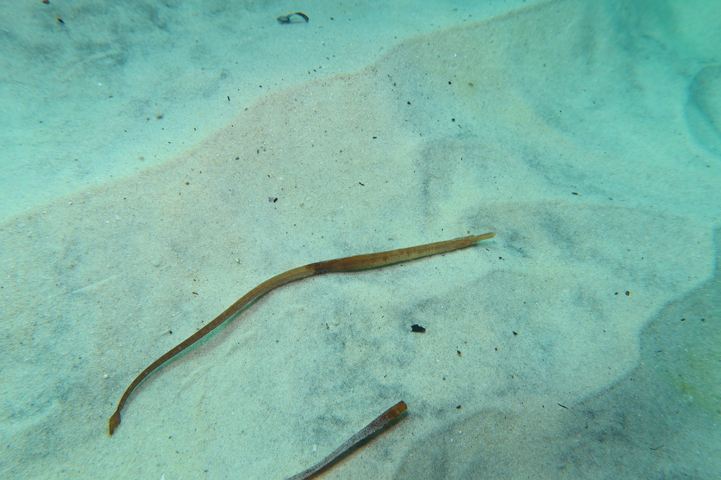 Crested Pipefish from Carrickalinga South Beach amenities block reef on ...