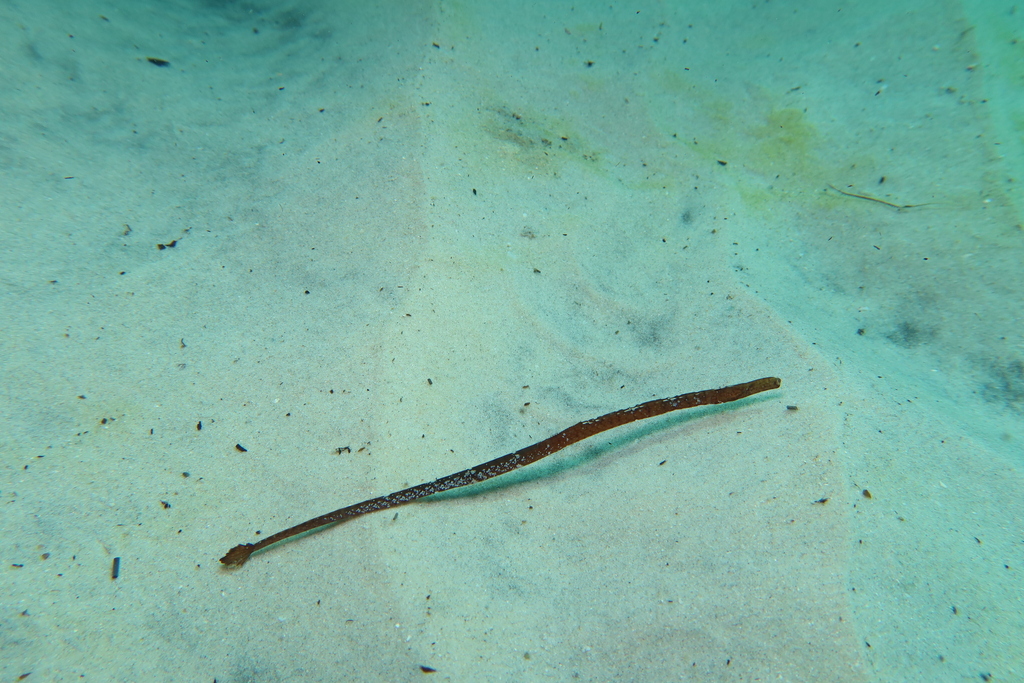 Crested Pipefish from Carrickalinga South Beach amenities block reef on ...