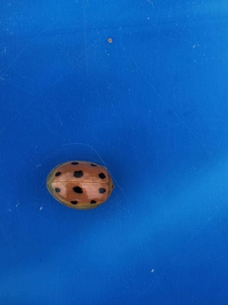 Oides decempunctata from 臺灣島, 燕巢區, 高雄市, TW on January 3, 2025 at 01:34 ...