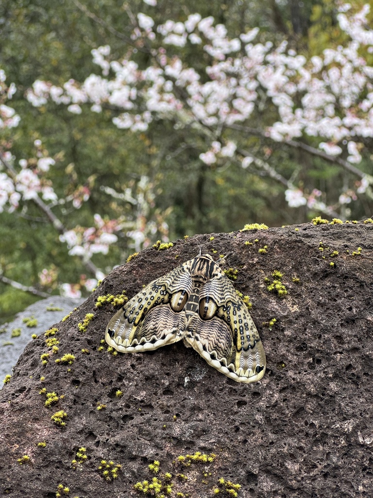 Japanese Owl Moth from Ai Chikyuhaku Kinen Park, Nagakute, Aichi, JP on ...