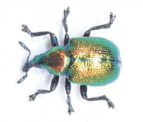 Byctiscus populi from Чеховский р-н, Московская обл., Россия on May 27 ...