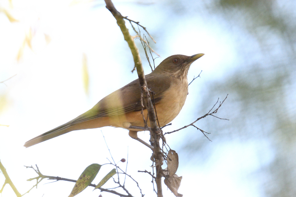 Clay-colored Thrush from 65150 Bustamante, N.L., México on January 2 ...