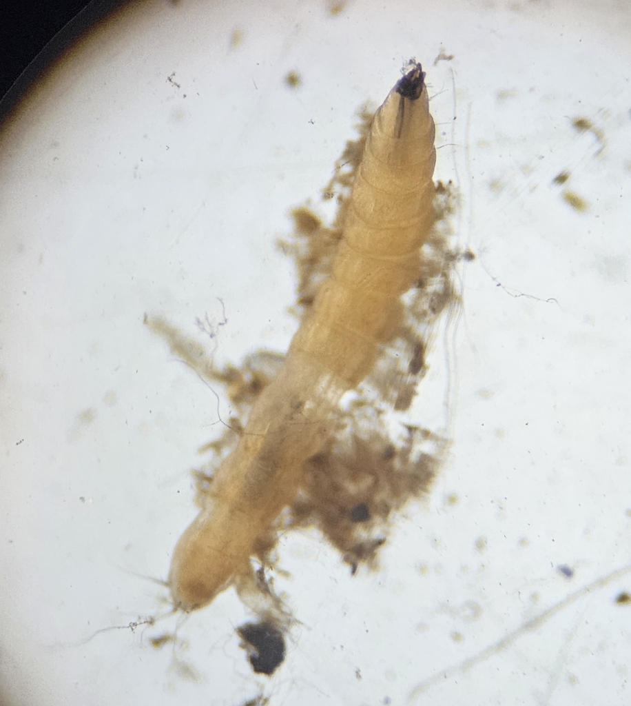 Neoplasta from Boulder, CO 80303, USA on July 18, 2024 at 01:10 PM by ...