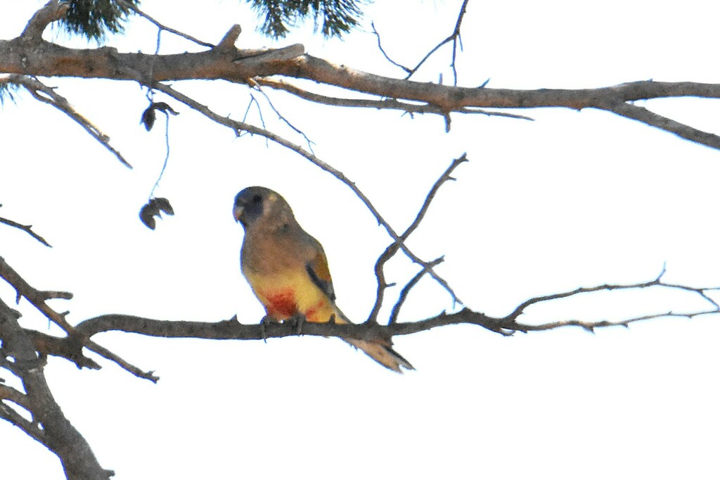 Eastern Bluebonnet from Ardlethan NSW 2665, Australia on January 3 ...