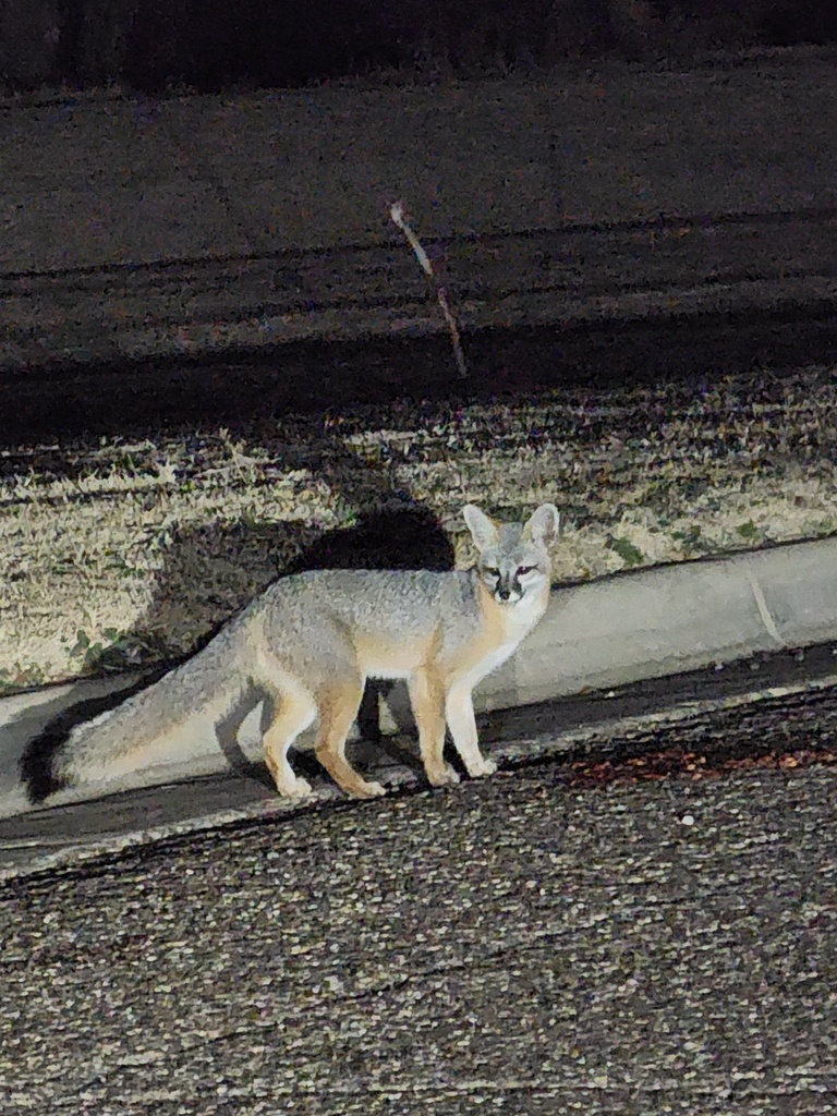 Gray Fox from FM-1264 S, Lubbock, TX, US on January 2, 2025 at 07:08 PM ...