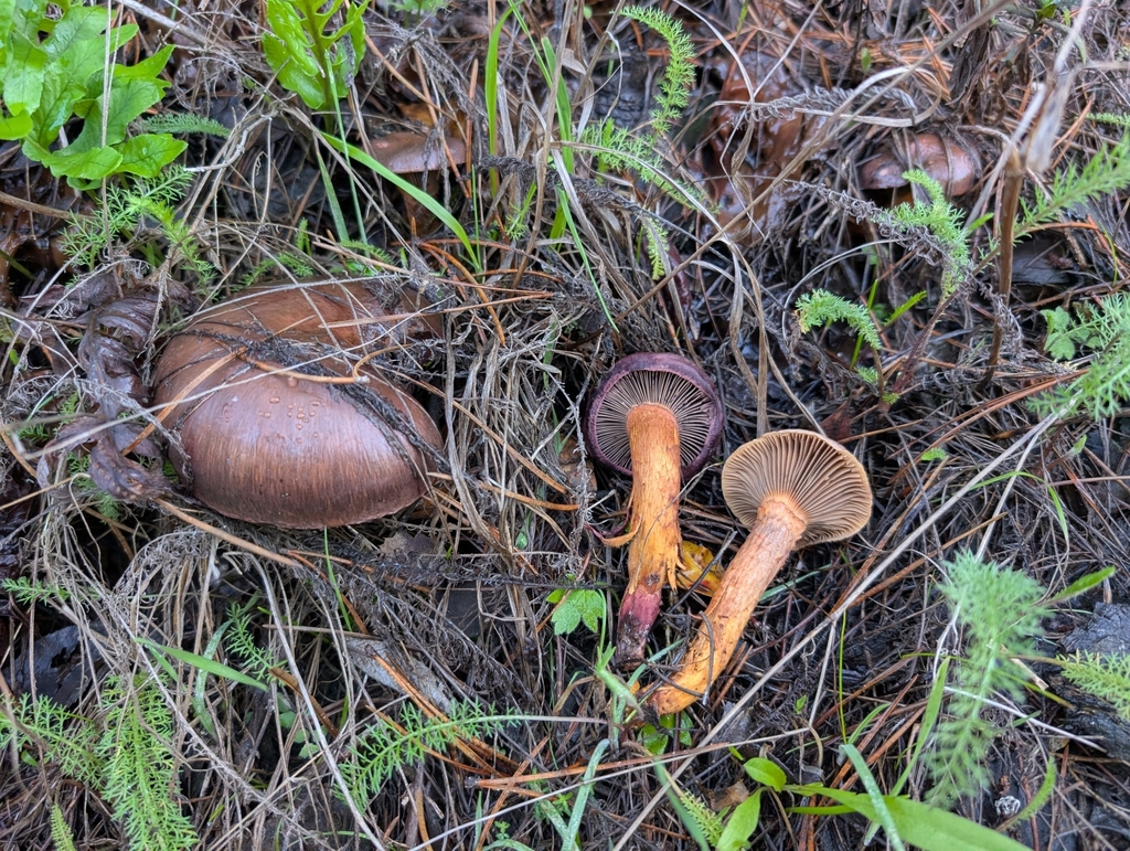 Pine Spikes from Ventura, CA 93001, USA on December 30, 2024 at 02:09 ...