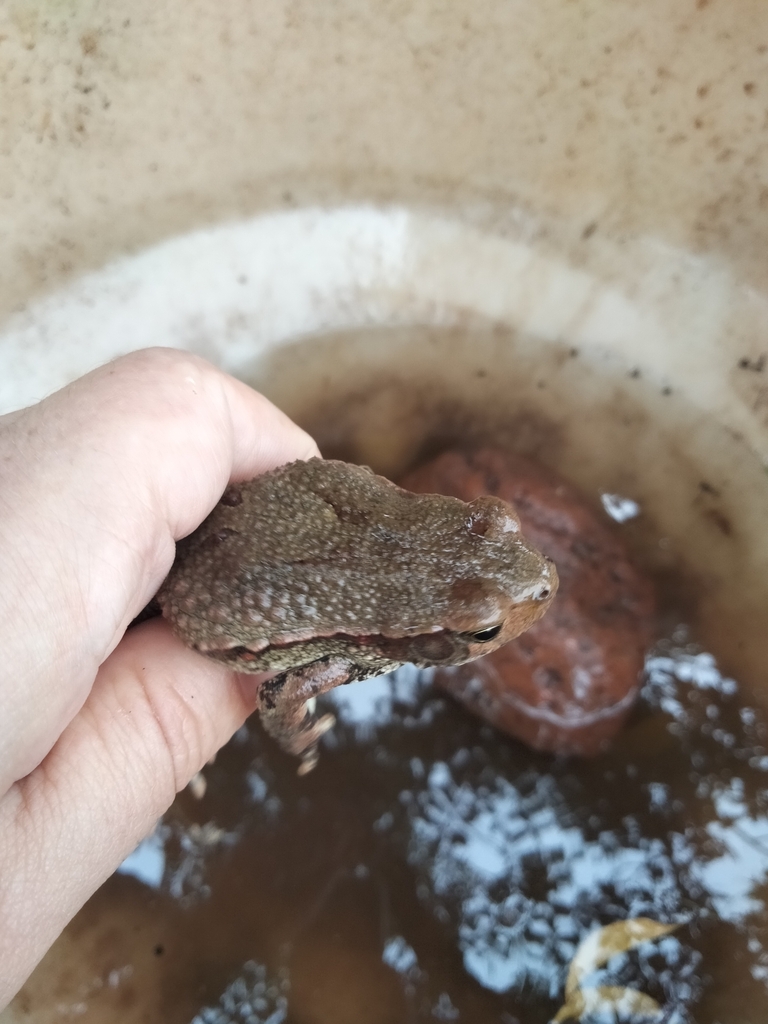 African Red Toad from Thaba Chweu Local Municipality, South Africa on ...