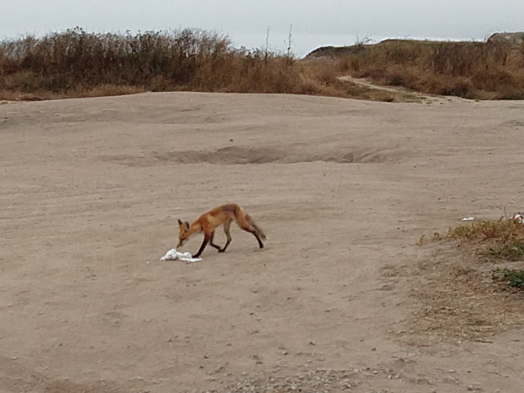 Red Fox from Redondo Beach half Moon Bay ca on July 25, 2019 at 06:25 ...
