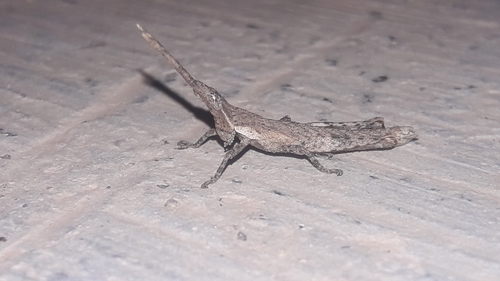 Genus Calamacris · iNaturalist