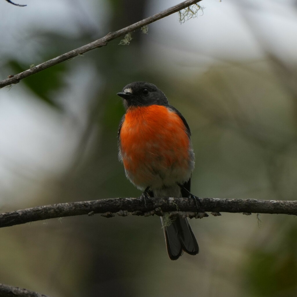 Flame Robin from Ebor NSW 2453, Australia on December 30, 2024 at 02:30 ...