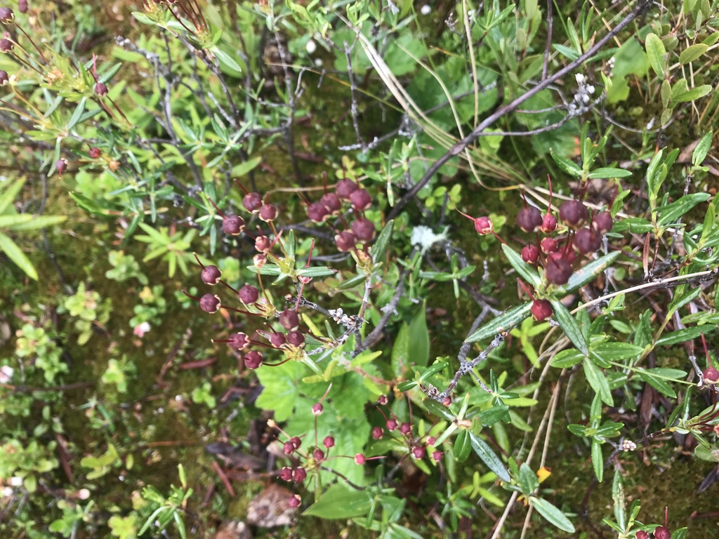 Swamp Laurel from Wood Buffalo, Wood Buffalo, AB, CA on July 02, 2019 ...