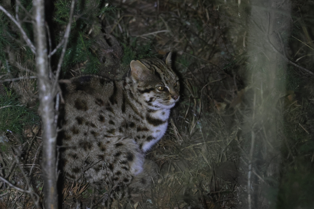 Indochinese Leopard Cat from HQ9R+8P Qingxizhen, Qingchuan County ...