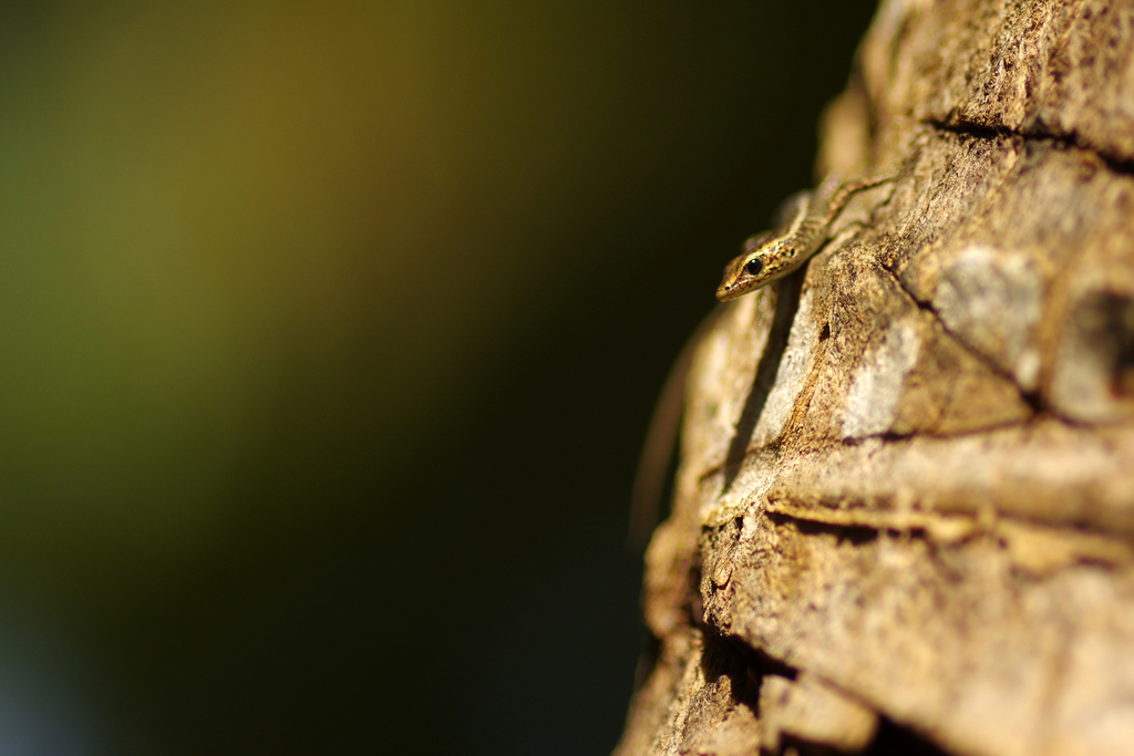 Mottled Snake-eyed Skink from Aitutaki, Cook Islands on June 17, 2016 ...