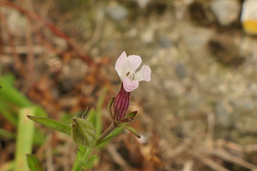 Small-flowered Catchfly from Stephens Island, Marlborough District ...