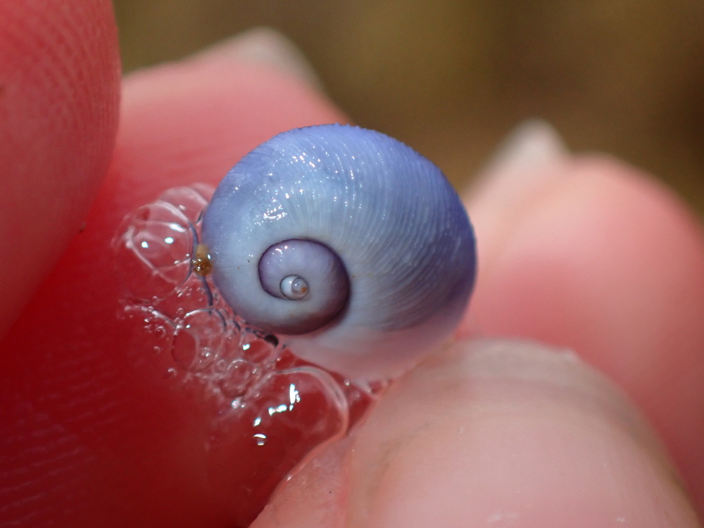 Violet Sea Snail from Central Coast NSW, Australia on January 03, 2025 ...