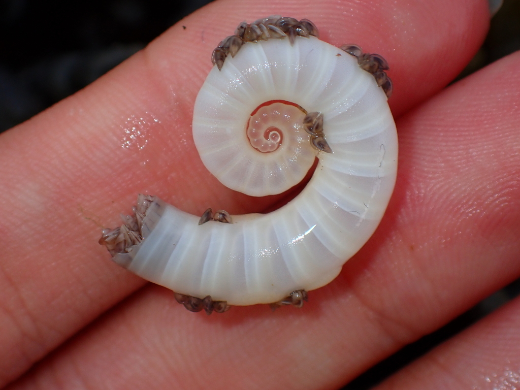 Ram's Horn Squid from Central Coast NSW, Australia on January 03, 2025 ...