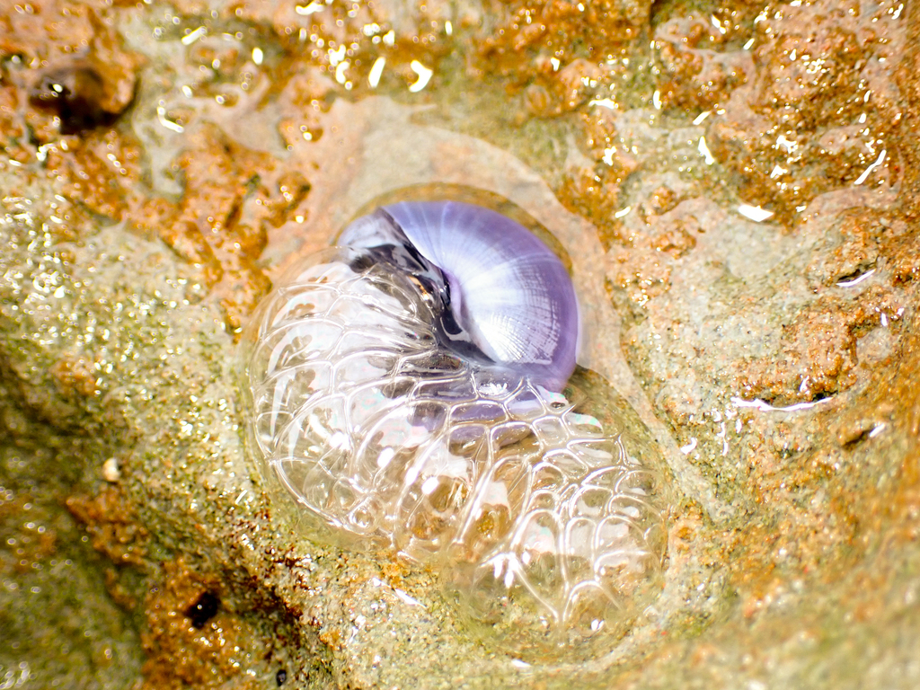 Violet Sea Snail from Bateau Bay Beach, NSW, Australia on January 3 ...