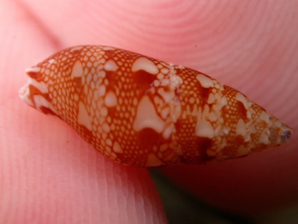 Mitrella bicincta from Central Coast NSW, Australia on January 3, 2025 at 05:49 PM by Emily ...