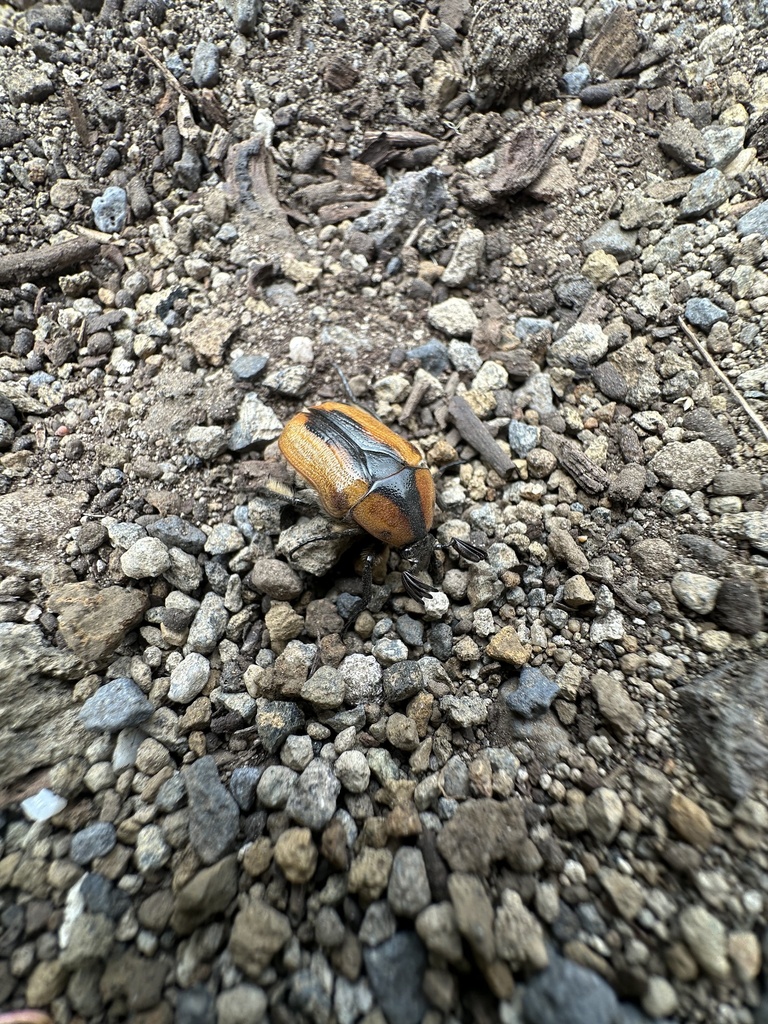Cowboy Beetle from John Watson Drive, Mount Gambier, SA, AU on January ...