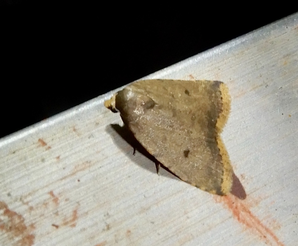 Anachrostis rufula from Udumbanchola, Idukki, Kerala, IN on December 19 ...