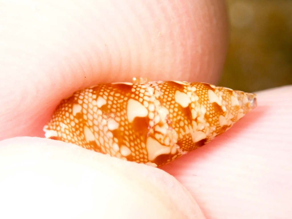 Mitrella bicincta from Bateau Bay Beach, NSW, Australia on January 3, 2025 at 04:52 PM by Felix ...
