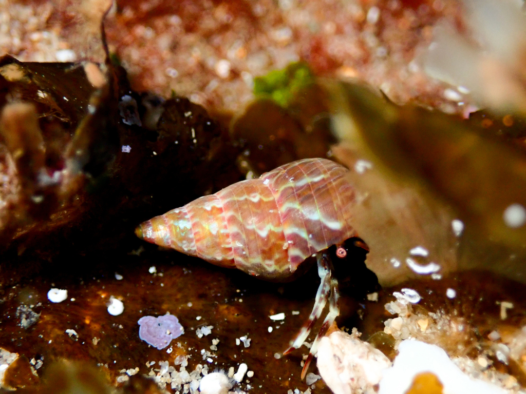 Phasianotrochus eximius from Bateau Bay Beach, NSW, Australia on January 3, 2025 at 05:09 PM by ...